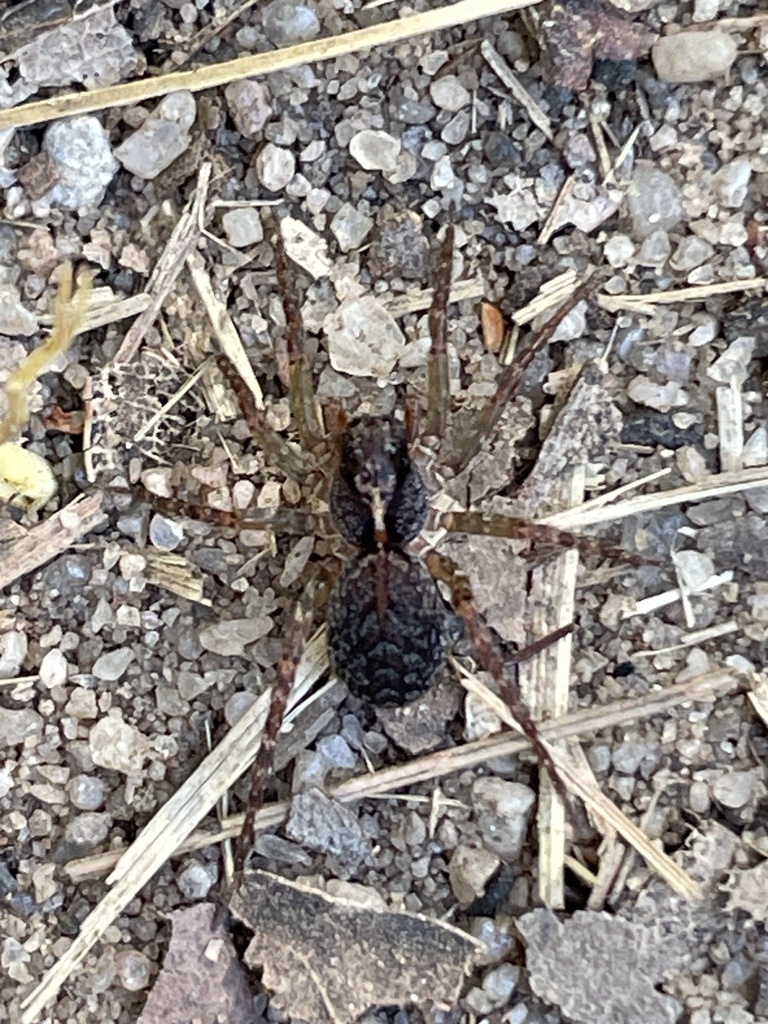 Small Striped Wolf Spiders from Carnarvon National Park, Mount Moffatt ...