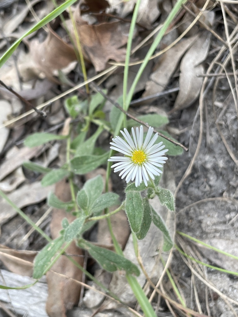 Calotis dentex from Carnarvon National Park, Carnarvon Park, QLD, AU on ...
