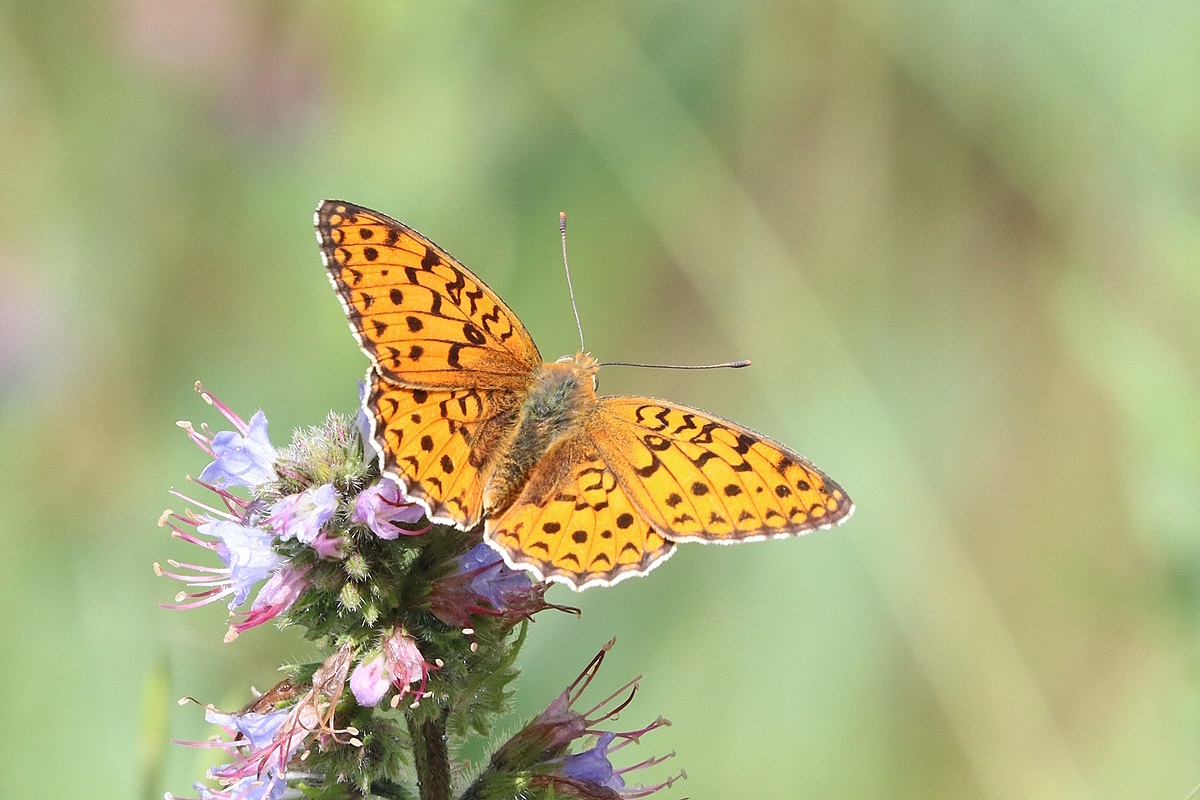 Fabriciana Reuss, 1920