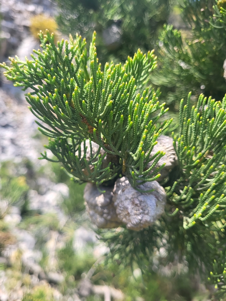 Mediterranean cypress from Ionian Islands, Peloponnese, Western Greece ...