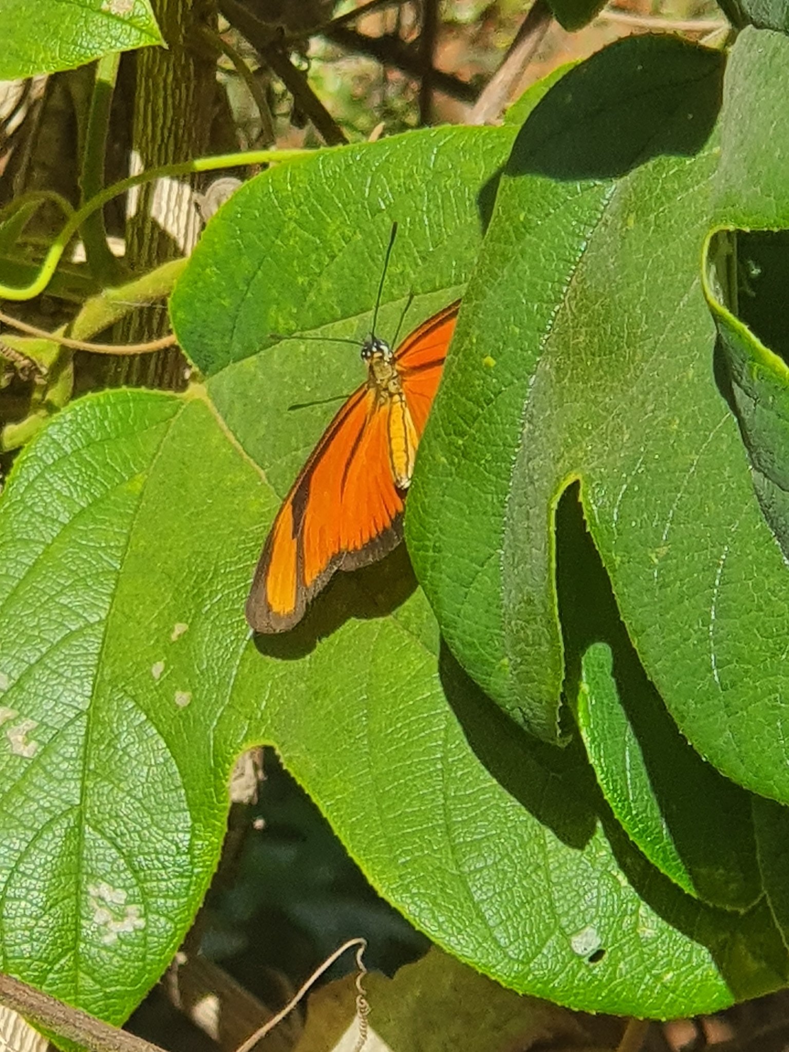 Eueides aliphera (Godart, 1819)