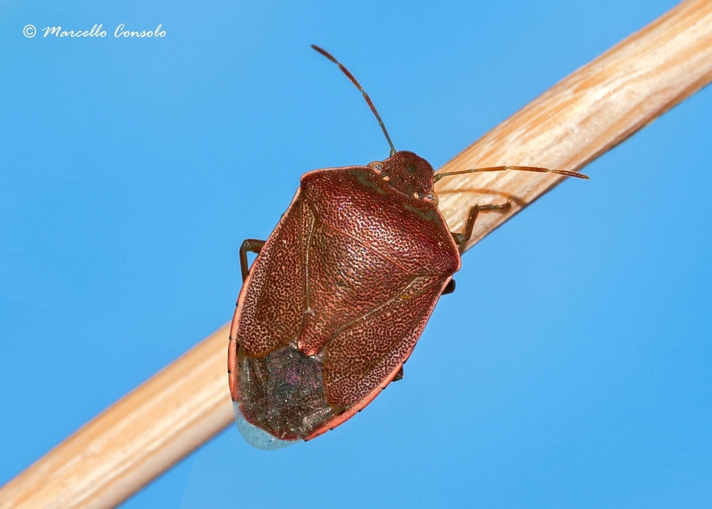 Acrosternum heegeri (Madeira True Bugs) · iNaturalist