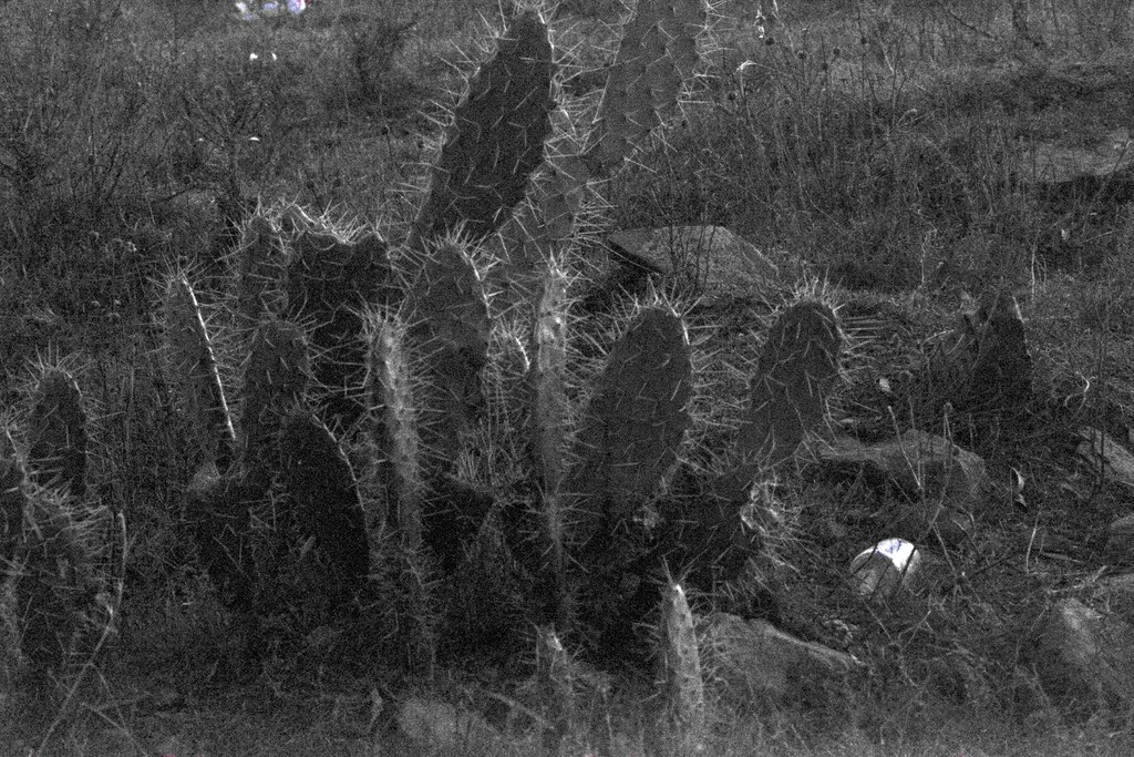 Indian fig opuntia from Dimbaza to Peddie on the Debe Nek rd, Eastern ...