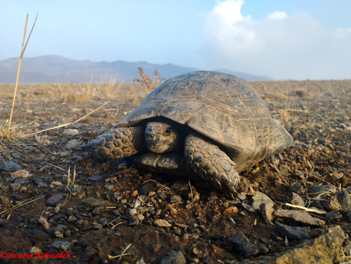 Zagros Mountain Tortoise (Subspecies Testudo graeca perses) · iNaturalist