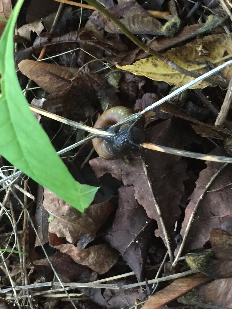 Common Land Snails and Slugs from West Hylebos State Park, Federal Way ...