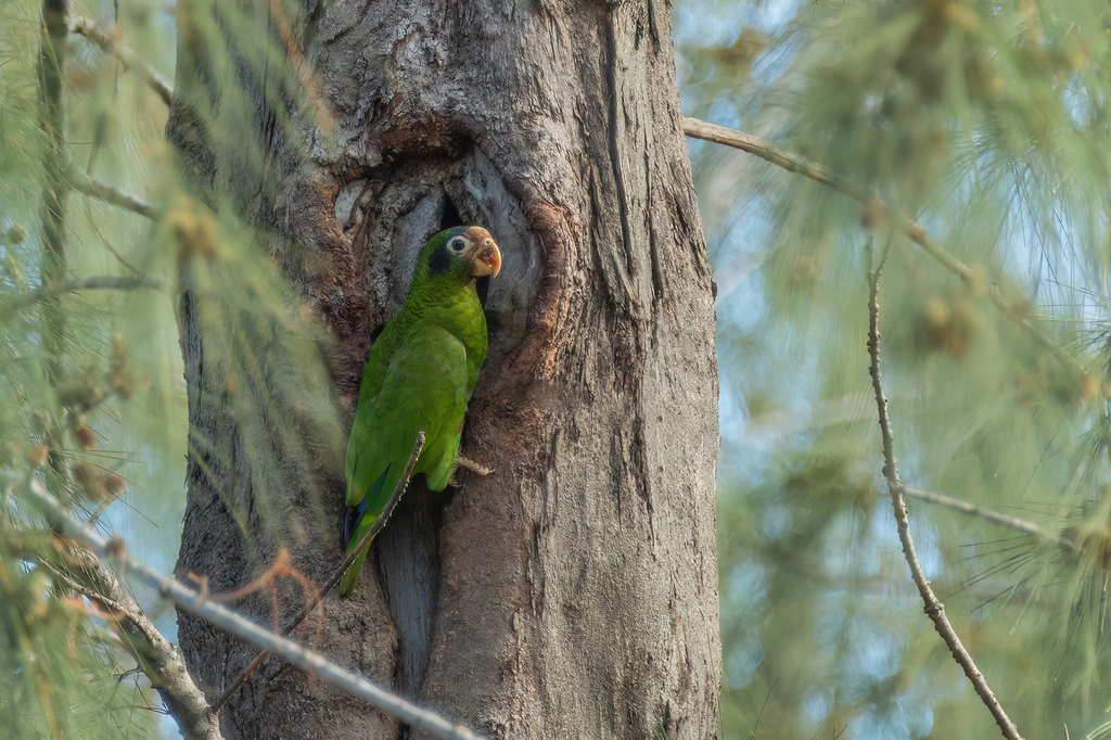 Hispaniolan Parrot in May 2018 by Pedro Genaro Rodriguez · iNaturalist