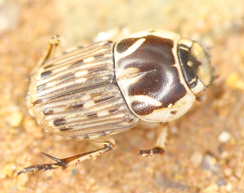 Genus Oniticellus · iNaturalist