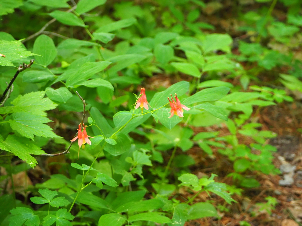 red columbine from Itasca County, MN, USA on June 7, 2023 at 02:48 PM ...
