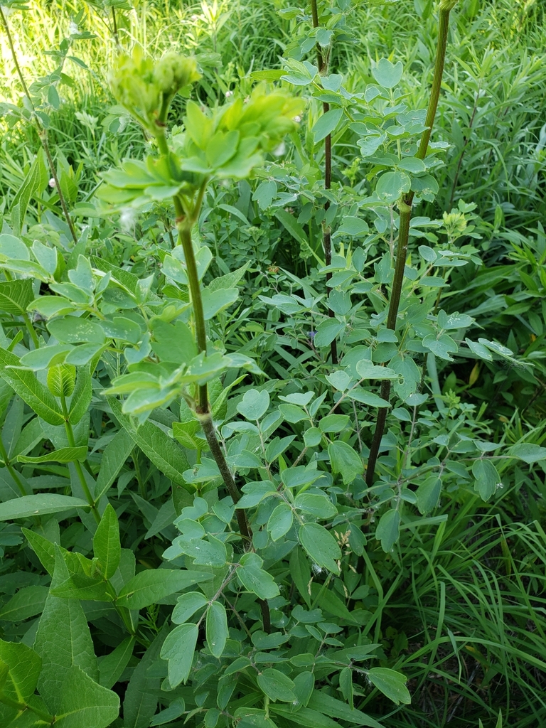 Waxy Meadow-rue from Batavia Township, IL, USA on June 8, 2023 at 09:28 ...