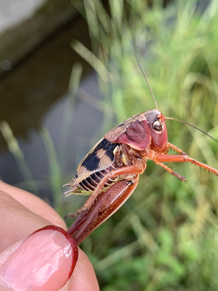 White-faced Bush-cricket from Chemin du Pont Blanc, Vedène, Provence ...