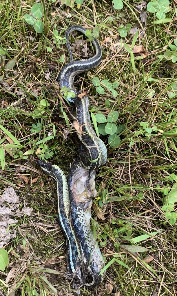 Common Garter Snake from Fisher Meadows Recreation Area, Avon, CT, US ...