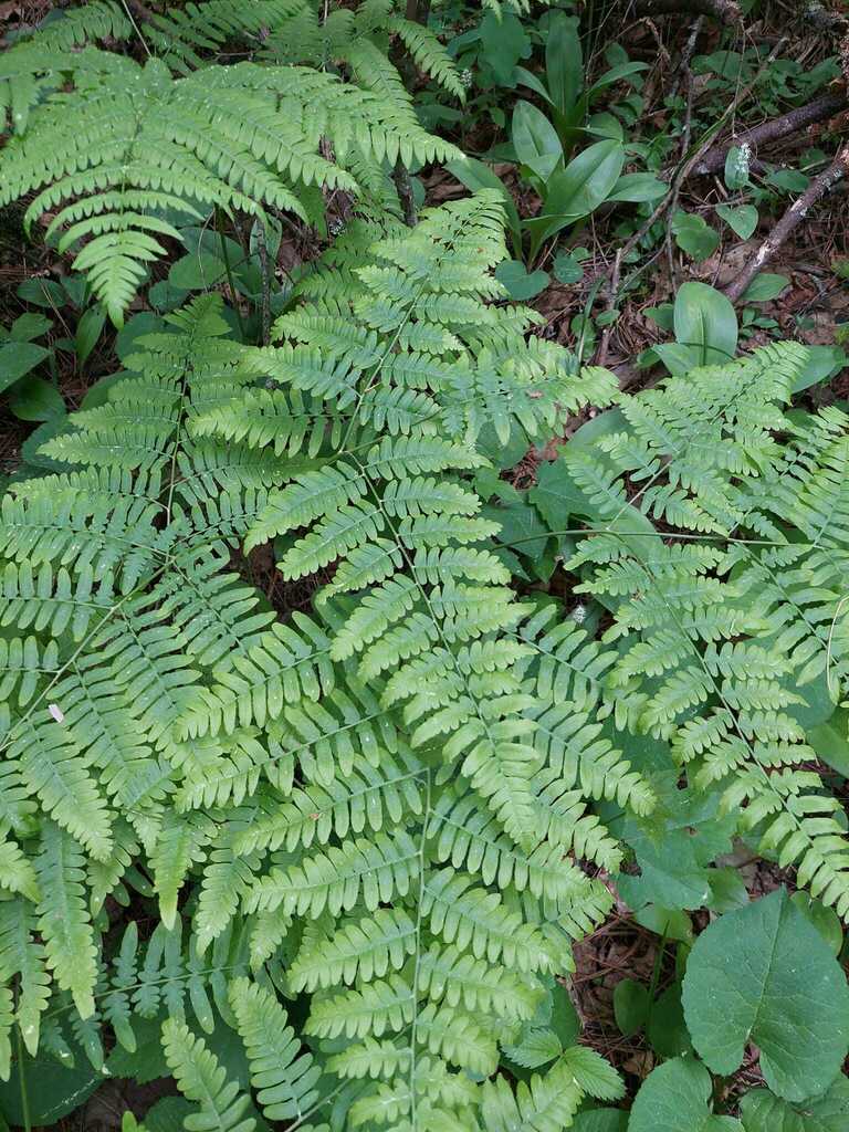 common bracken from 00 Lost 40 SNA on June 7, 2023 at 12:49 PM by ...