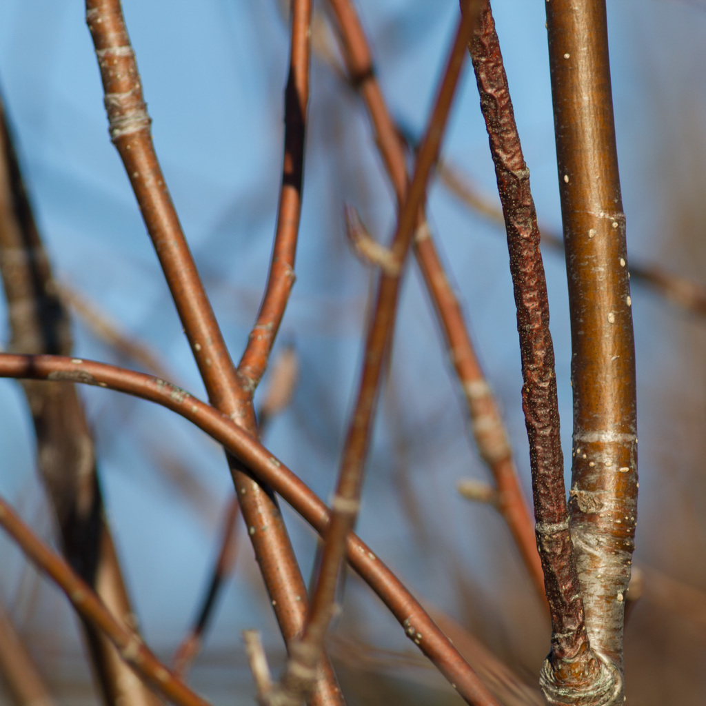 American Mountain Ash (Great Smoky Mountains National Park - Trees ...