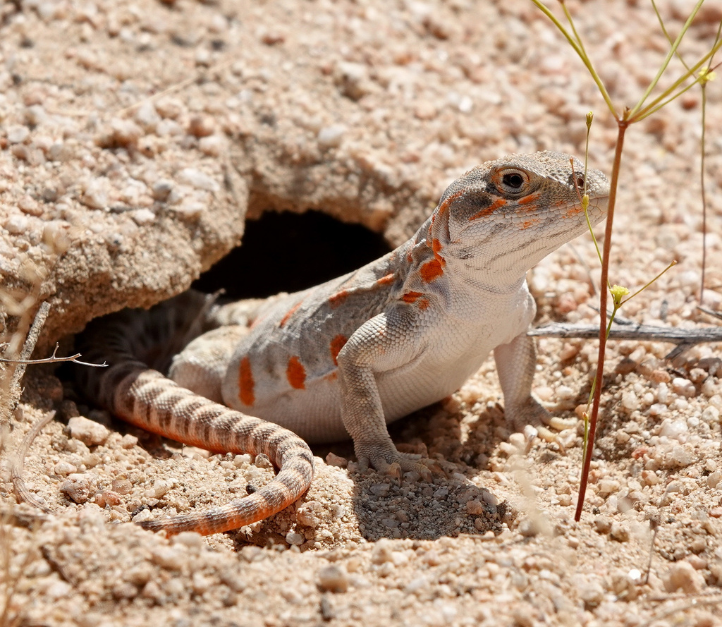 Long-nosed Leopard Lizard from Mojave, CA, US on June 8, 2023 at 09:23 ...
