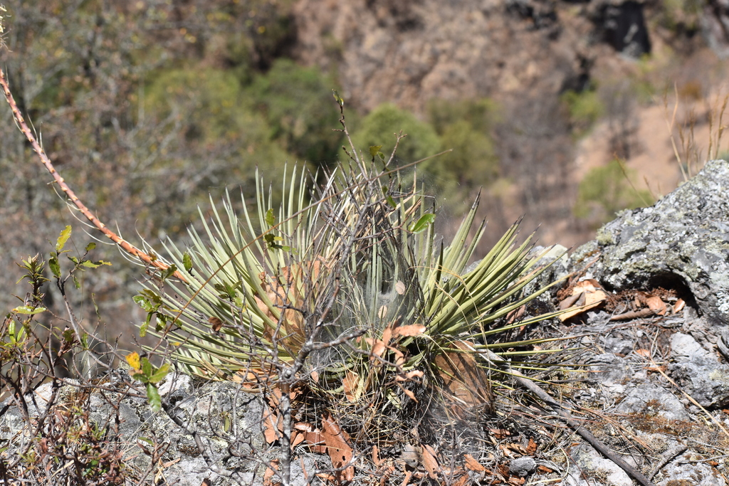 Agave rzedowskiana from Durango, Dgo., México on June 6, 2023 at 12:28 ...