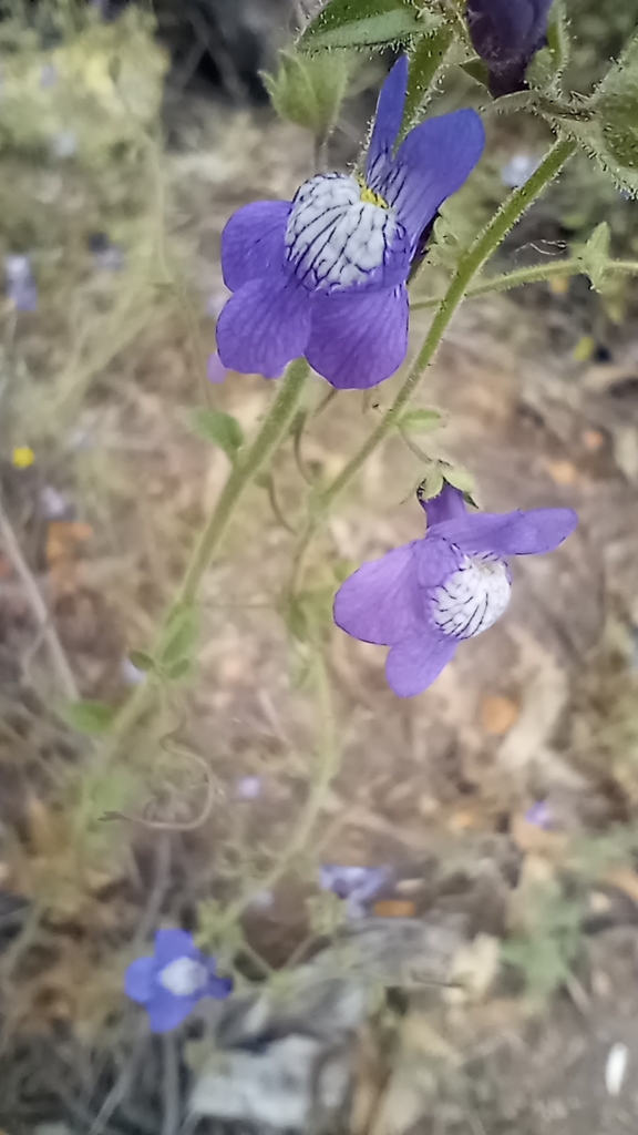 Nuttall's Snapdragon from San Diego, CA 92119, USA on June 8, 2023 at ...
