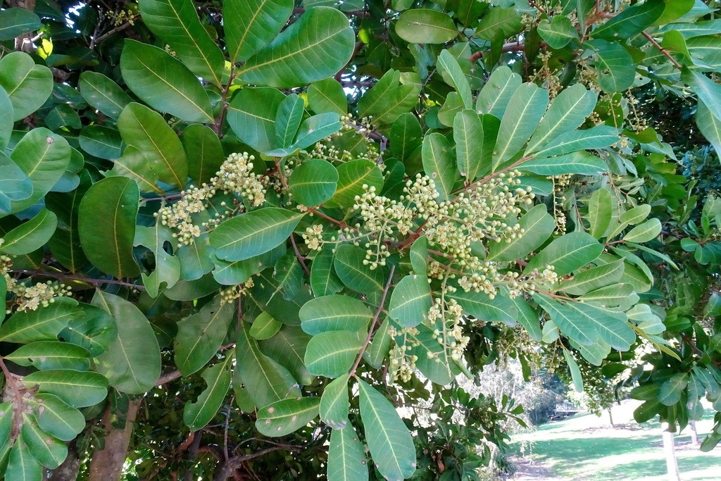 Carrotwood Tree Pros And Cons
