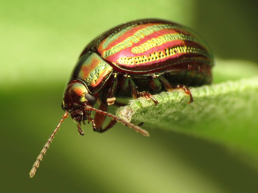 Rosemary Beetle Madeira Kafer iNaturalist
