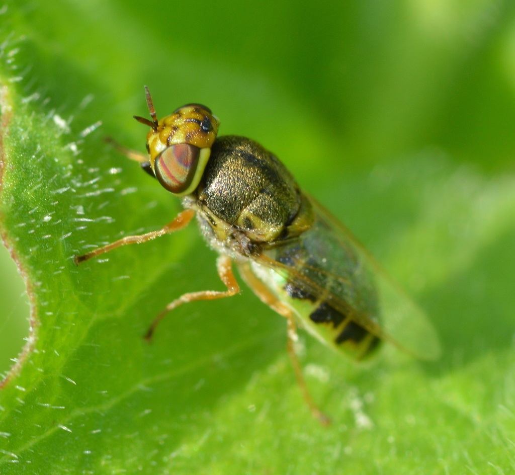 Hedriodiscus vertebratus from Mercer County, KY, USA on June 07, 2023 ...