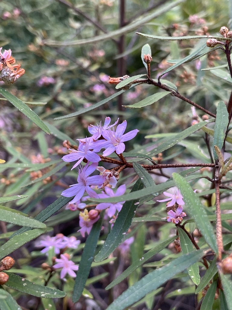 Phebalium nottii from Carnarvon National Park, Carnarvon Park, QLD, AU ...