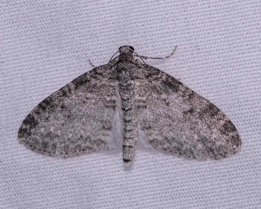 Powdered Bigwing Moth from Glen Cove, NY, USA on June 7, 2023 at 03:35 ...