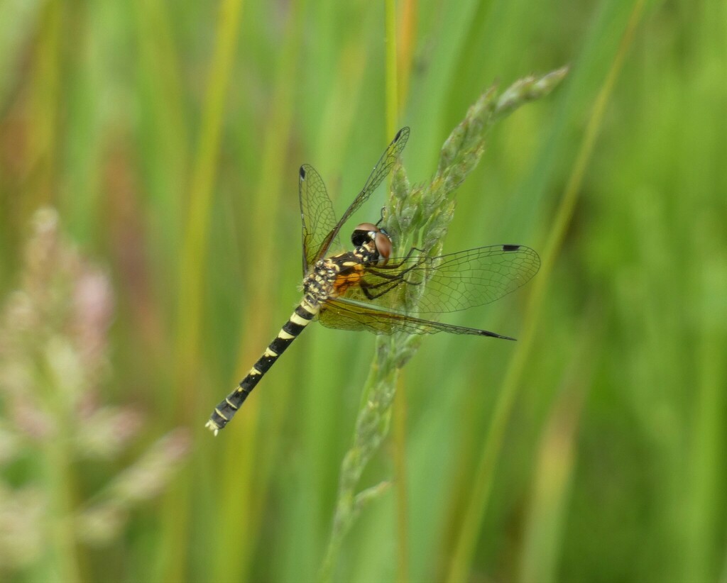 Elfin Skimmer from Herbert's Bog, Opinicon Road, Frontenac County, ON ...