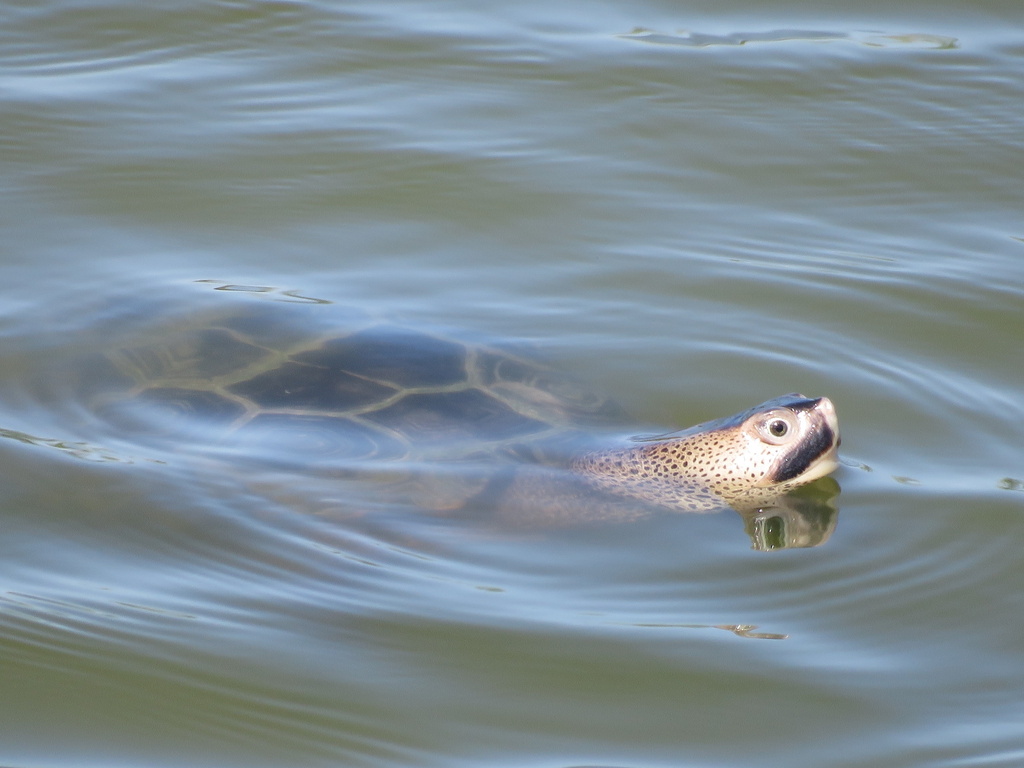 Texas Diamondback Terrapin in June 2023 by Lily · iNaturalist