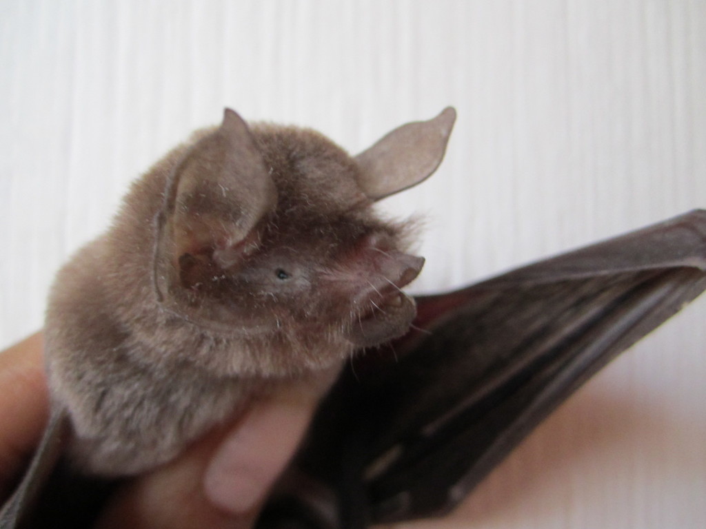 Parnell's moustached bat from Uruapan Michoacan on October 22, 2010 by ...