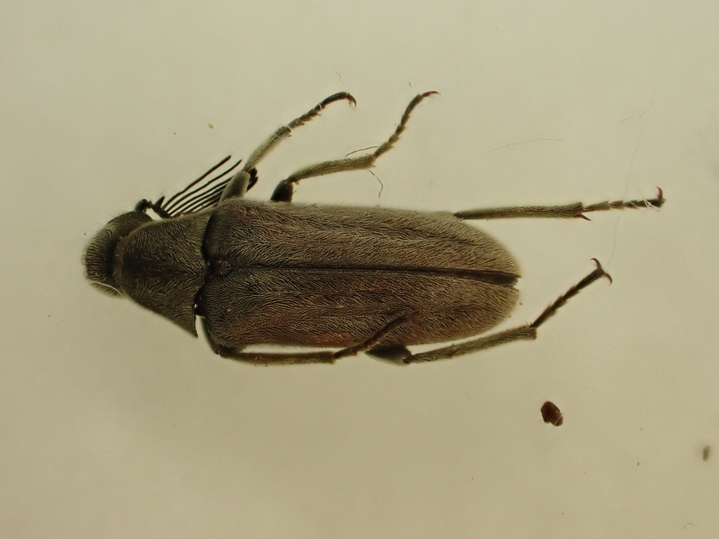 Ptilophorus from Province de Chefchaouen, Maroc on May 18, 2023 at 10: ...