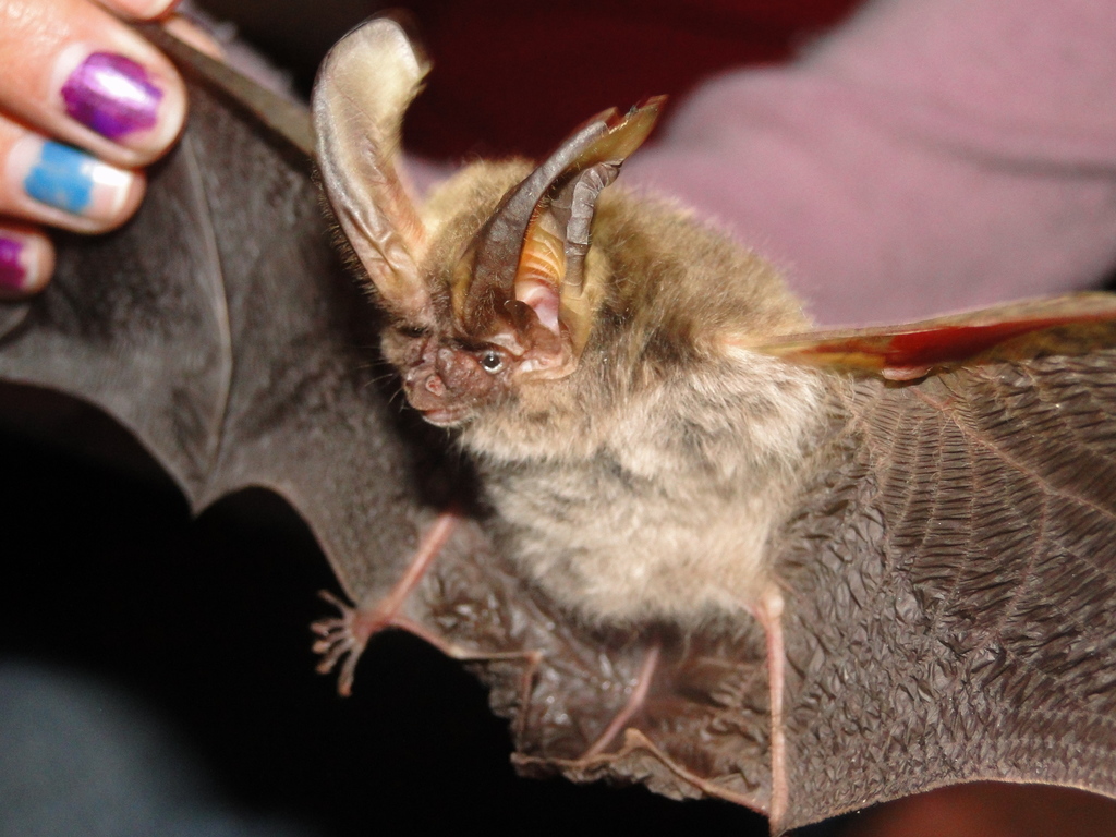 Mexican Big-eared Bat in February 2011 by Lily_Trujillo. Primer ...