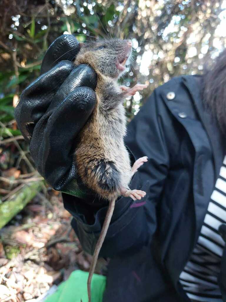 Snow-footed Oldfield Mouse from Soratama, Usaquén, Bogotá, Bogota ...