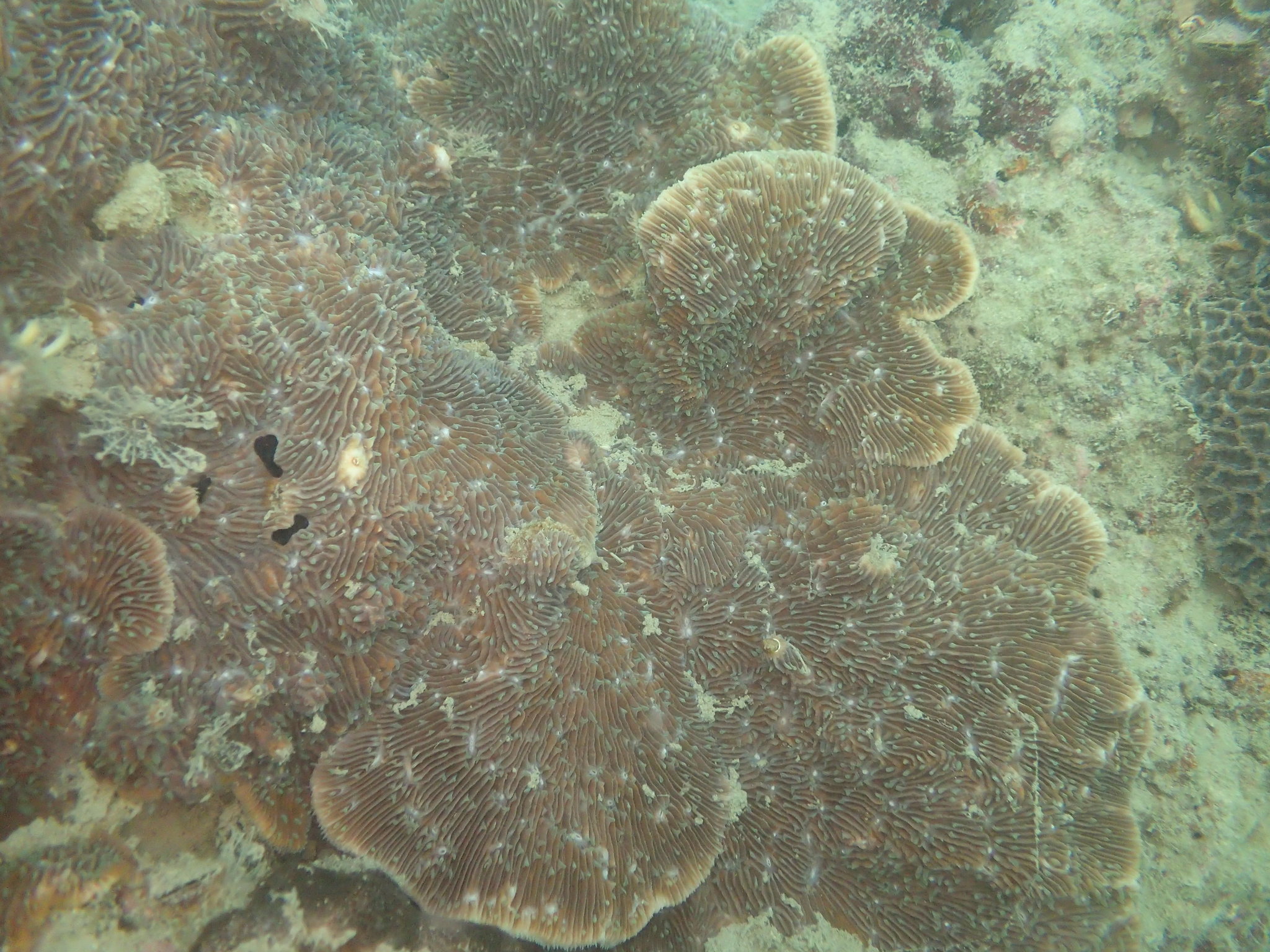 Lithophyllon undulatum Rehberg, 1892