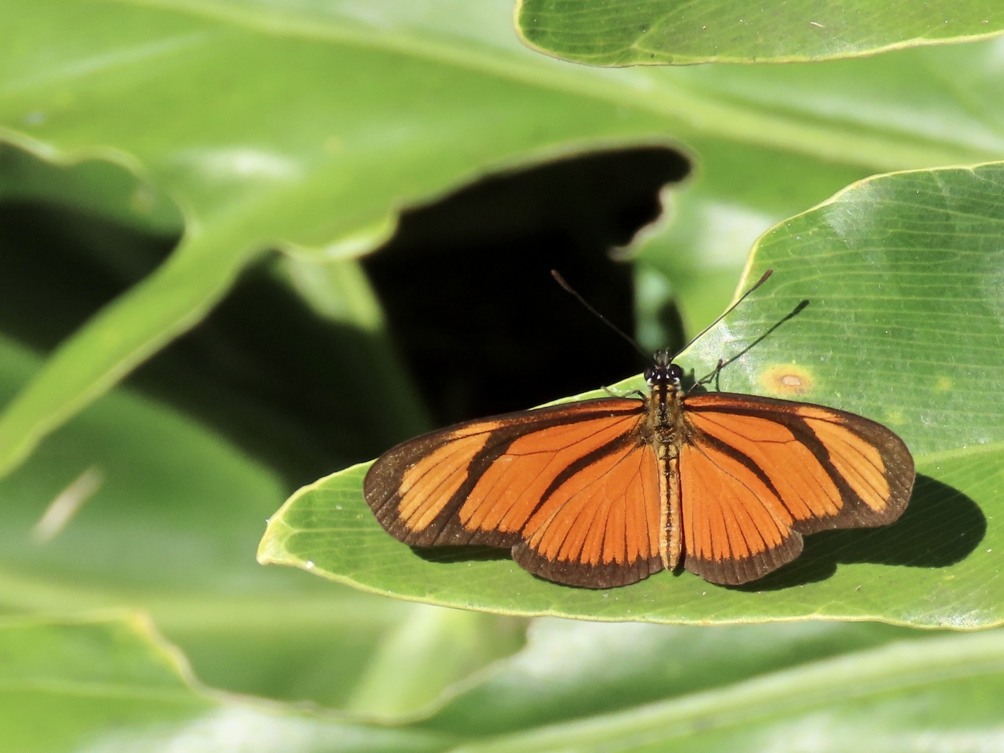 Eueides aliphera (Godart, 1819)