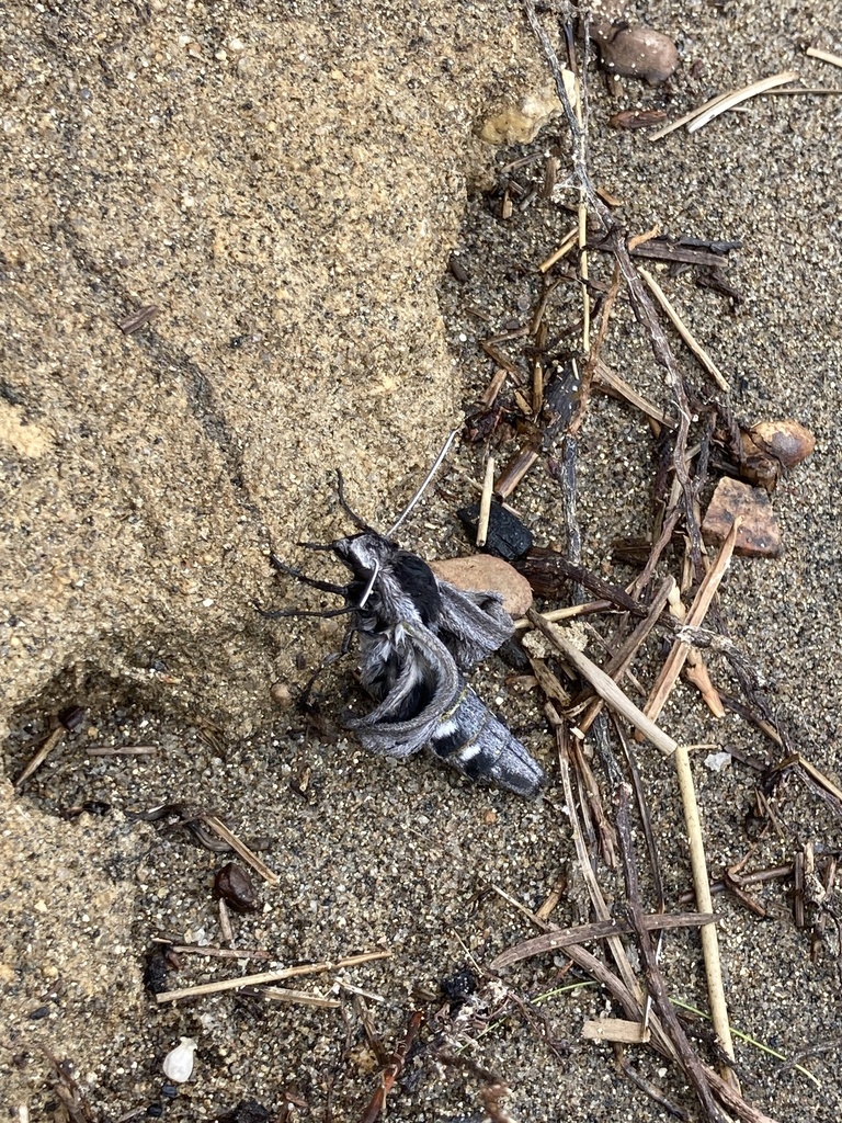 Sphinx Moths from Sierra National Forest, Shaver Lake, CA, US on June 8 ...