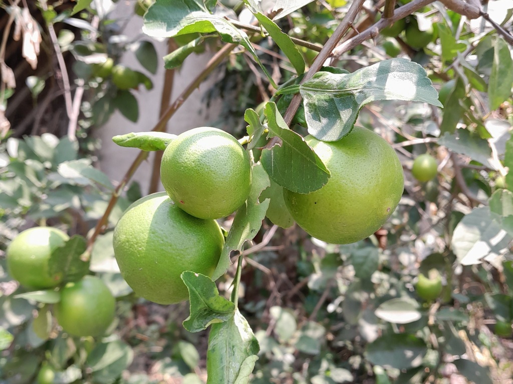 Lemon from Namkhana uttar paschim para, South 24 Parganas, West Bengal ...