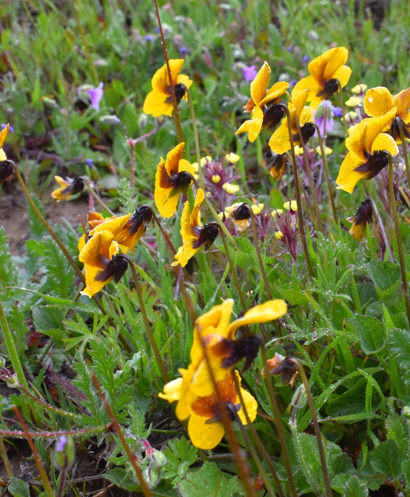 California Golden Violet from Jepson Prairie Preserve Cook Ln, Dixon ...