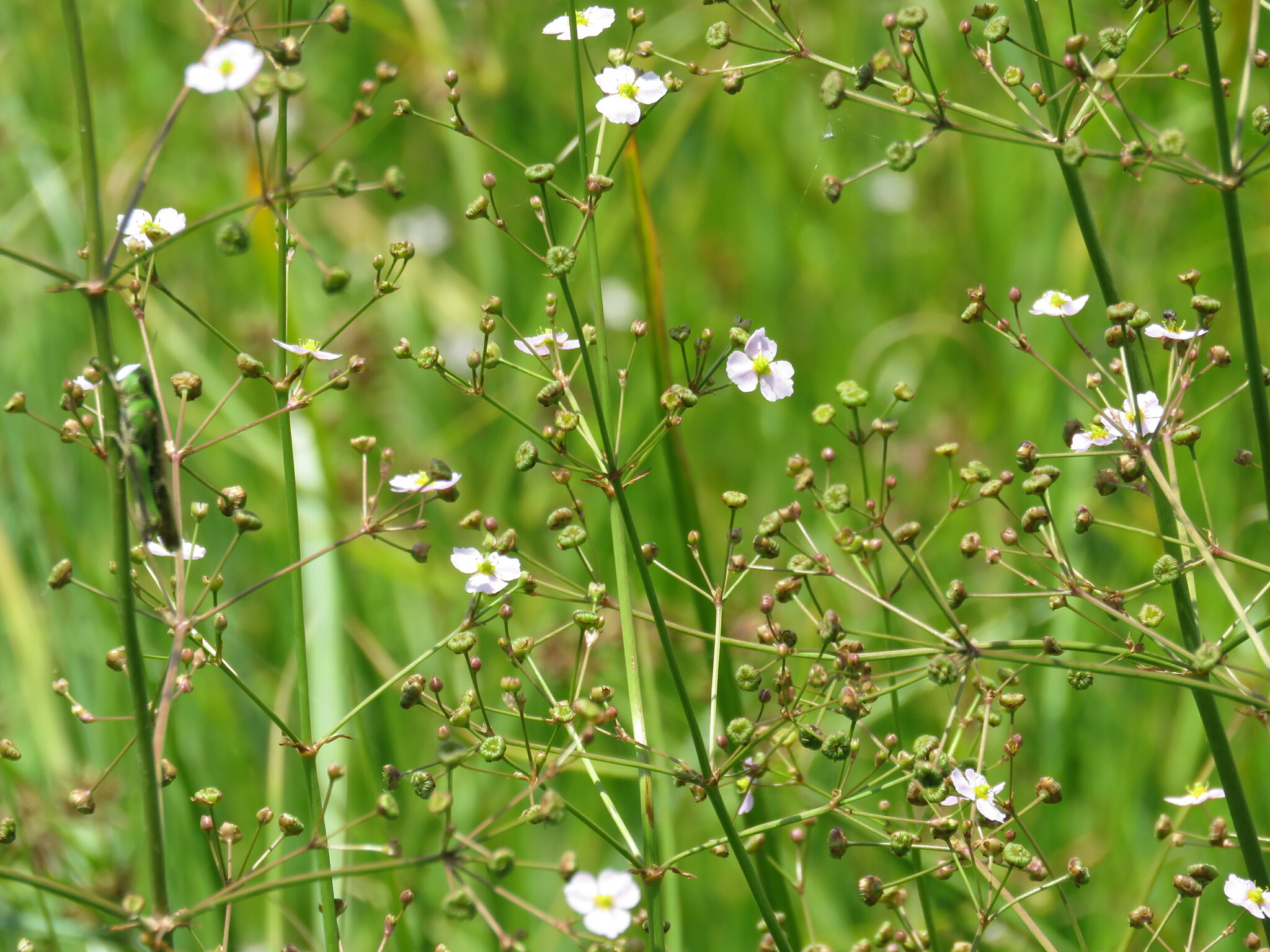 Alisma lanceolatum With.