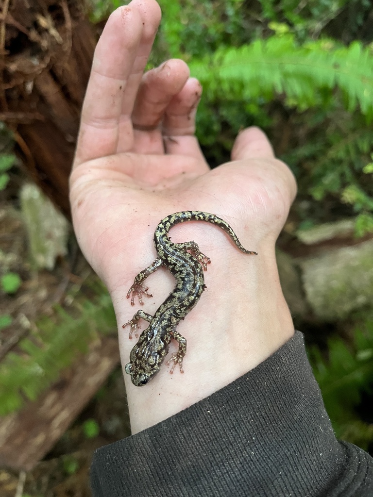 Wandering Salamander in June 2023 by Nick Ramsey · iNaturalist