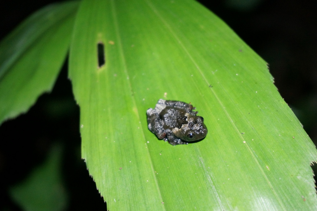 Vietnamese Bug-eyed Frog in June 2020 by Alexander Gregory Mason ...