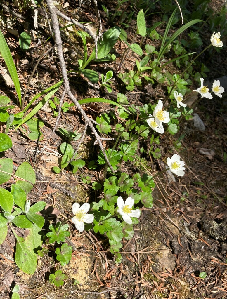 Small-flower Anemone from Kananaskis, AB T0L, Canada on June 8, 2023 at ...
