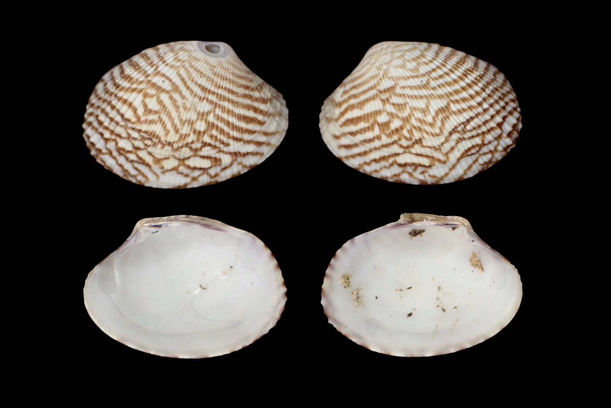 Ruditapes philippinarum (A.Adams & Reeve, 1850)
