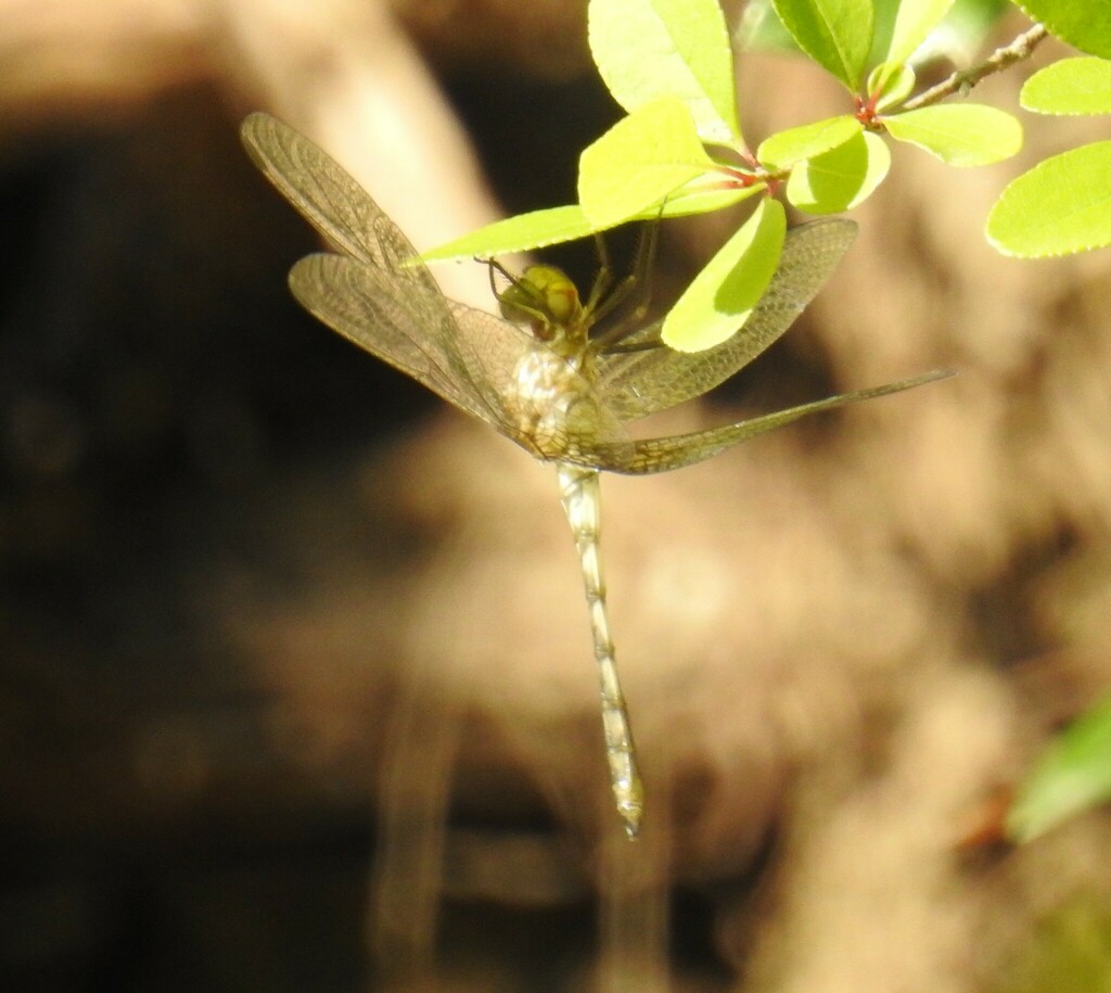 Winged and Once-winged Insects from Somervell County, TX, USA on May 30 ...