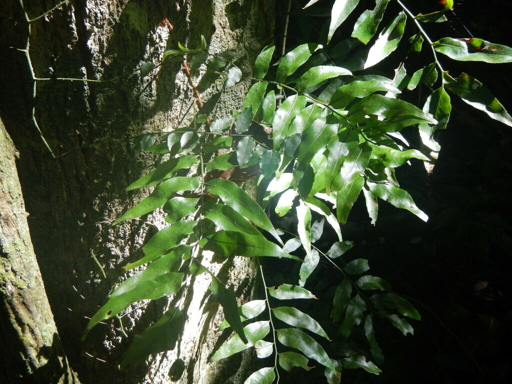 Climbing Fern from Kenilworth QLD 4574, Australia on May 4, 2019 at 11: ...