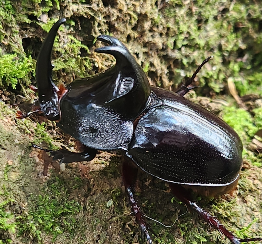 Enema pan from 91056 Xalapa-Enríquez, Ver., México on June 7, 2023 at ...