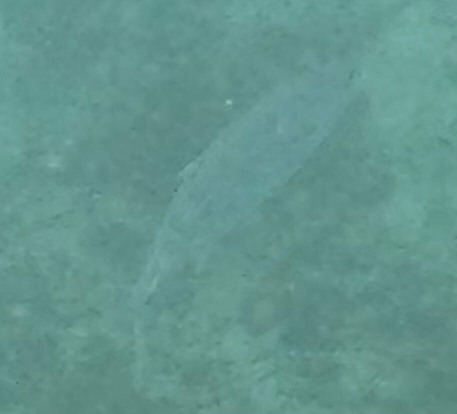 Grammatorcynus bicarinatus (Quoy & Gaimard, 1825)