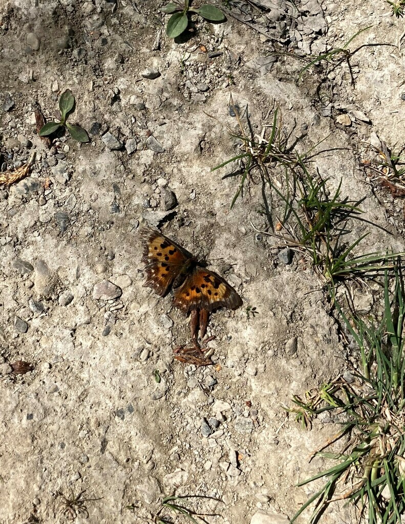 Green Comma from Southwest Calgary, Calgary, AB, Canada on June 7, 2023 ...