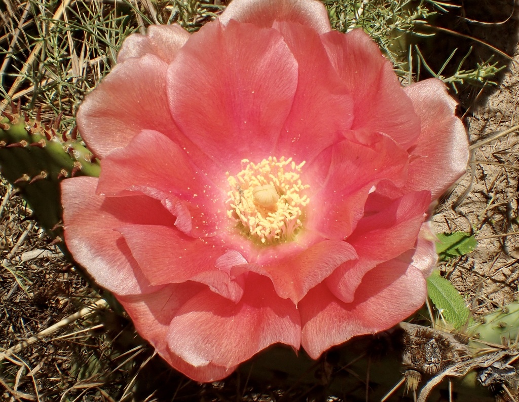 Vasey's Pricklypear from Whiting Ranch Wilderness Park, Lake Forest, CA ...