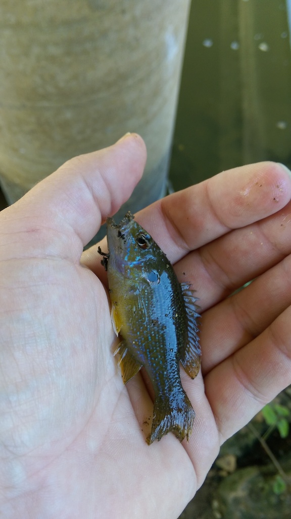 Green Sunfish from Bureau Junction, IL, USA on September 12, 2018 at 10 ...
