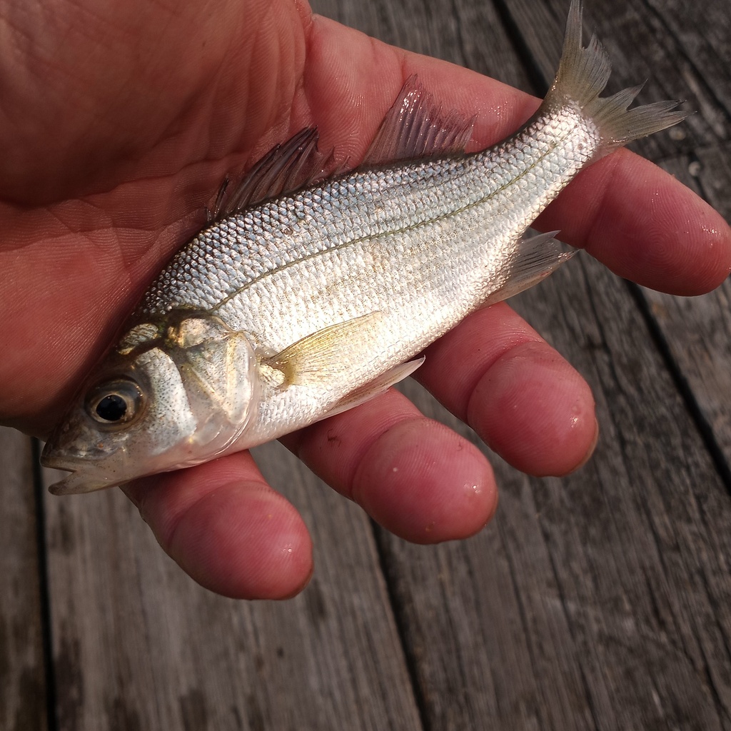 White Perch from Talbot County, MD, USA on June 8, 2023 at 04:49 PM by ...