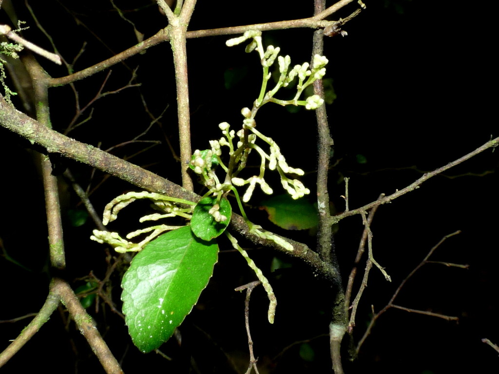 small leaved milk tree from Brooklyn, New Zealand on June 7, 2023 at 02 ...